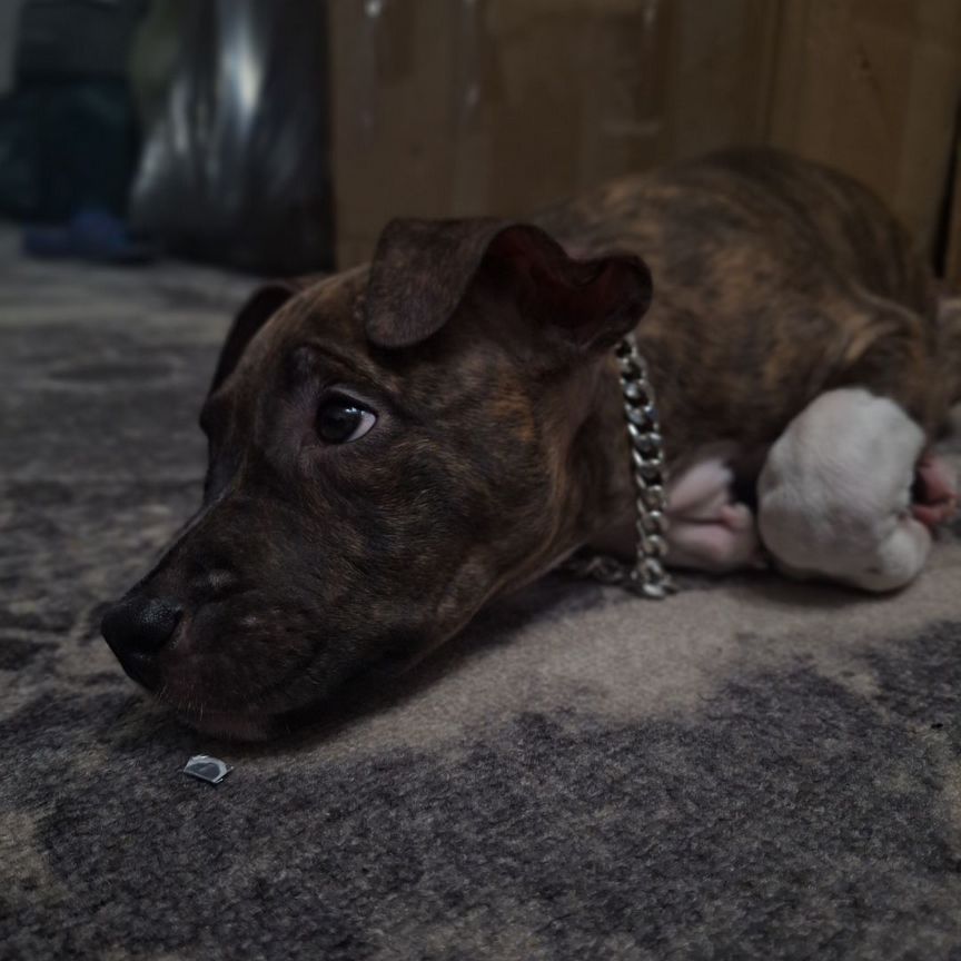 Американский стаффордширский терьер, щенок