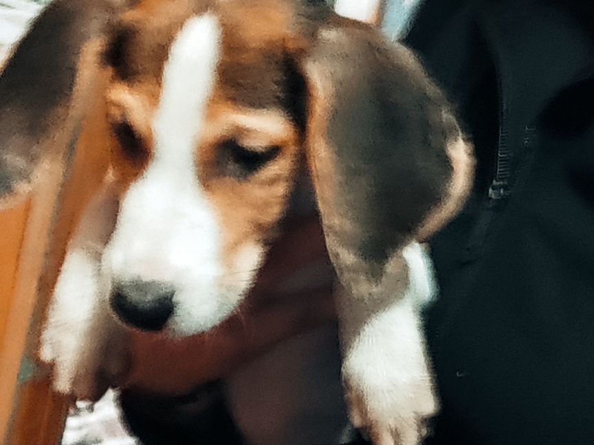 Бигль мальчик