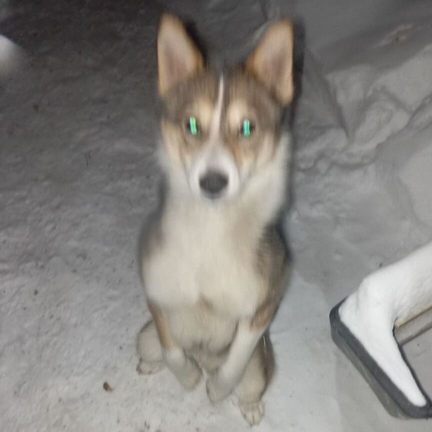 Щенок в добрые руки