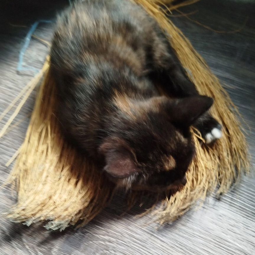 Сиамский котёнок