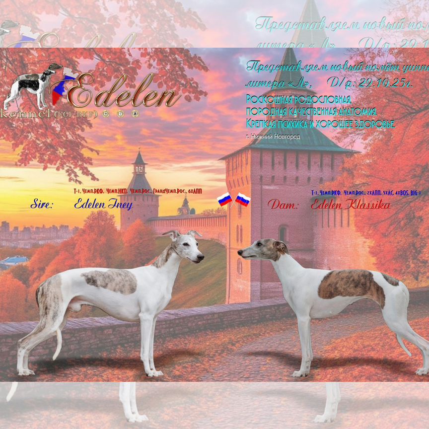 Уиппет, щенок