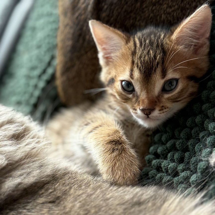 Абиссинский котёнок