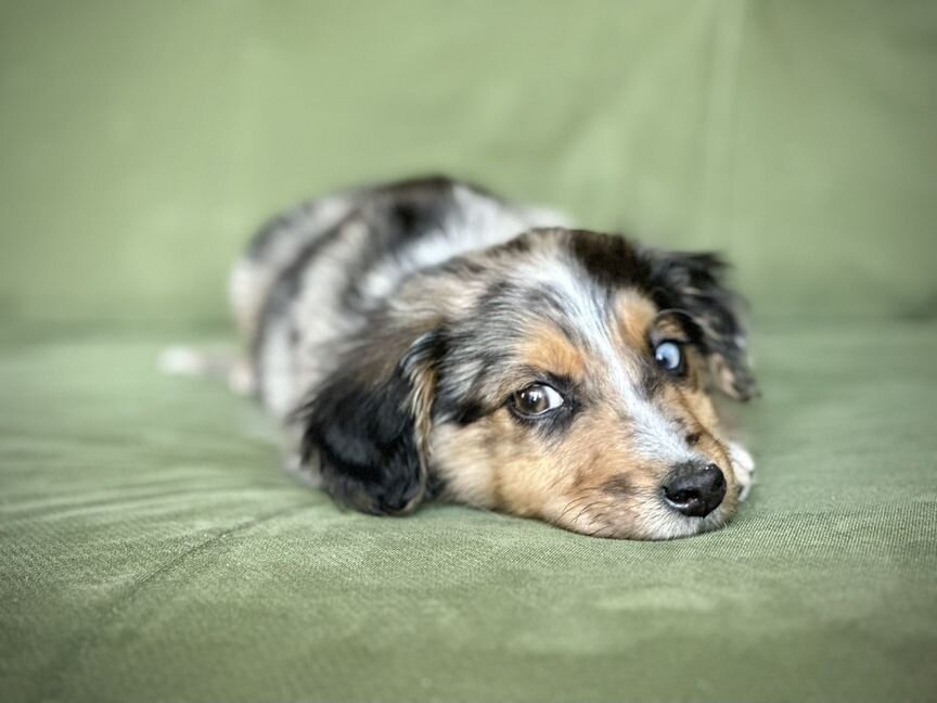 Щенок мальчик Айк в добрые руки