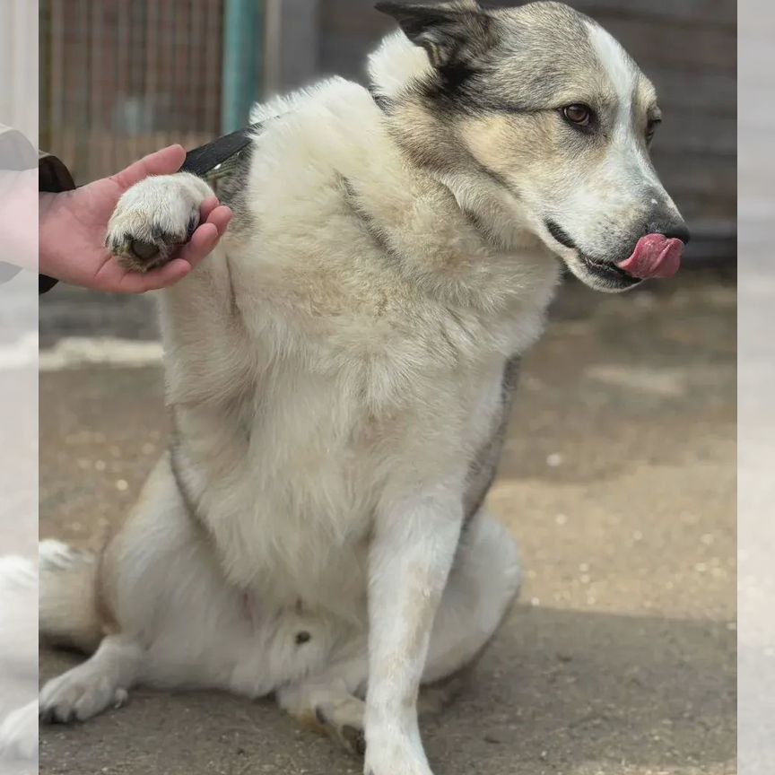 Взрослый пёс в добрые руки