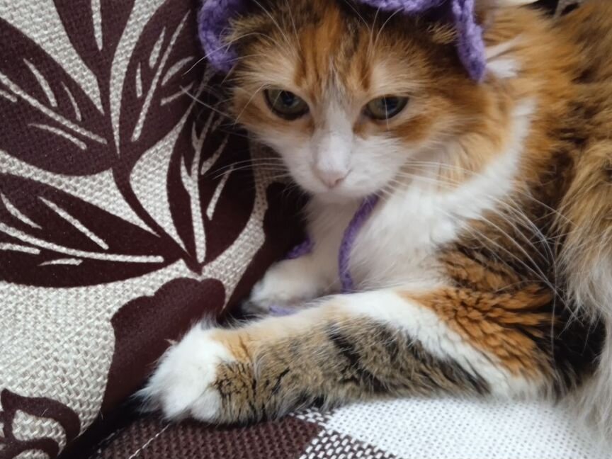 Одежда для животных