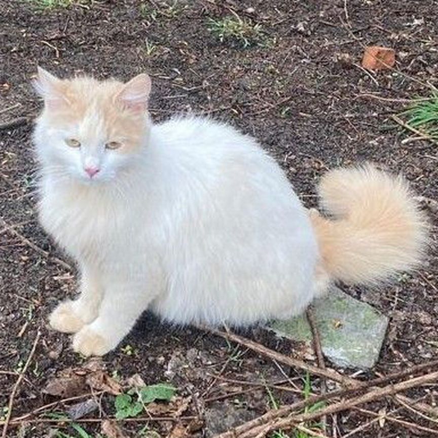 Красивая молодая кошка