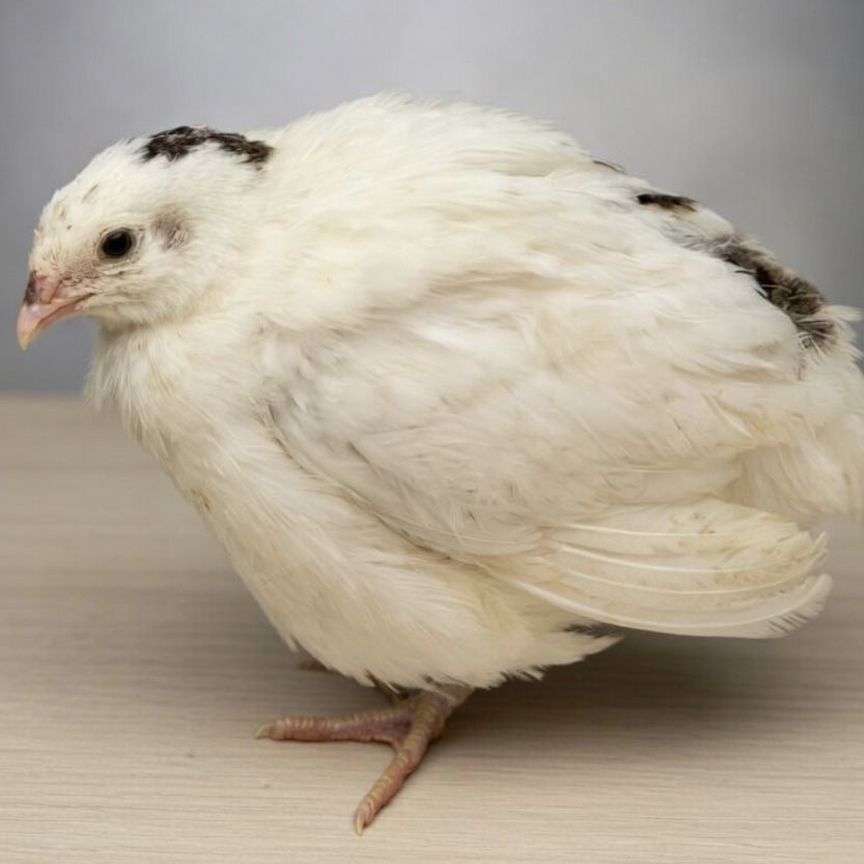 Перепела и перепелиные яйца