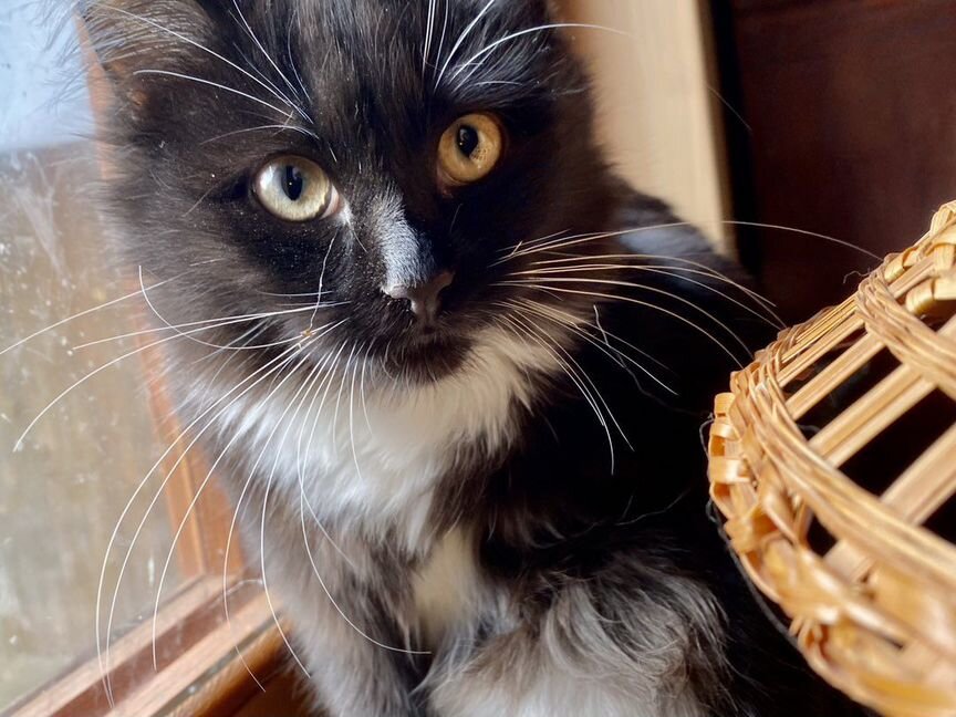 Котенок, 5 мес., девочка черная и чуть белого