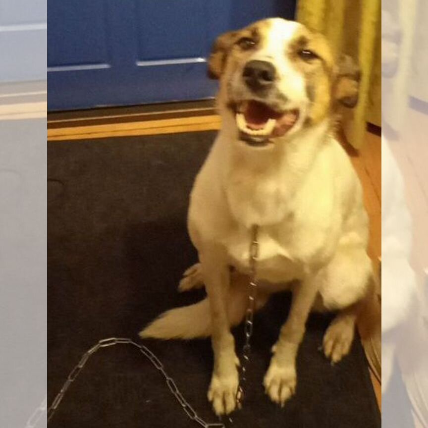 Взрослая собака в добрые руки