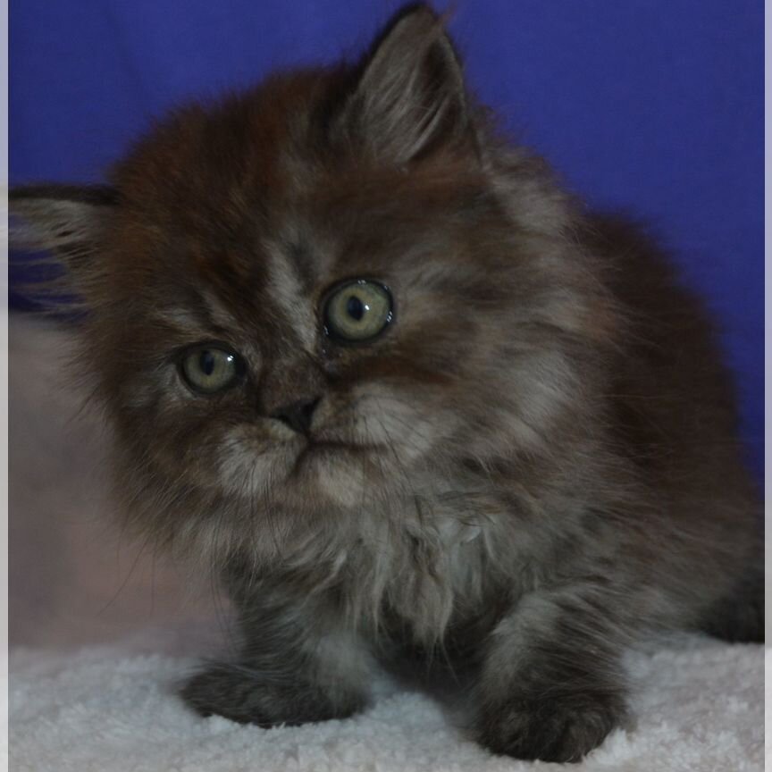 Полудлинношерстная британка