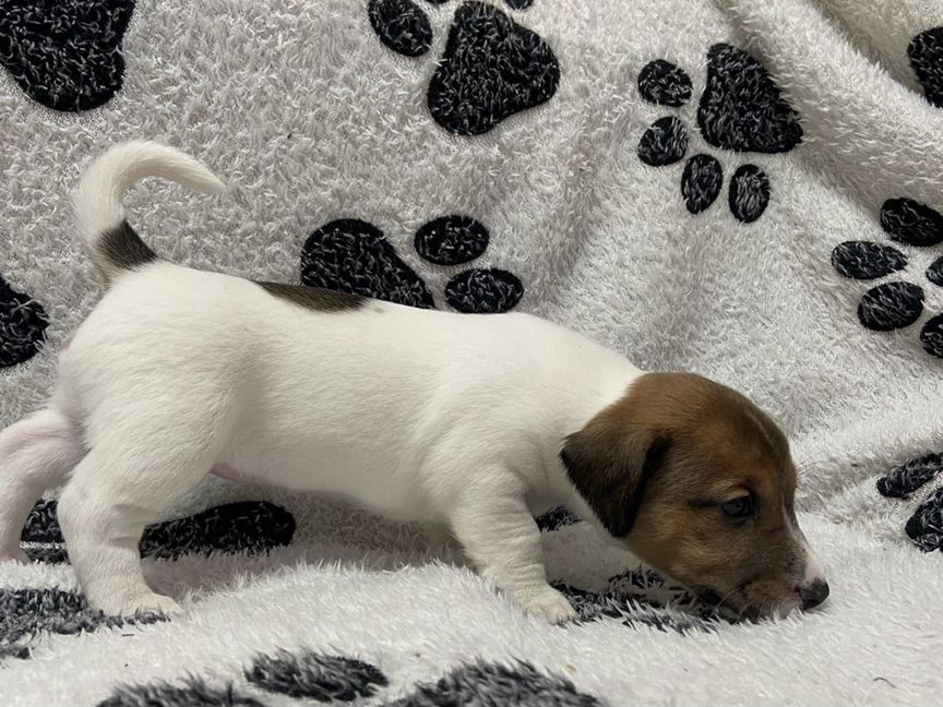 Щенки джек рассел терьер