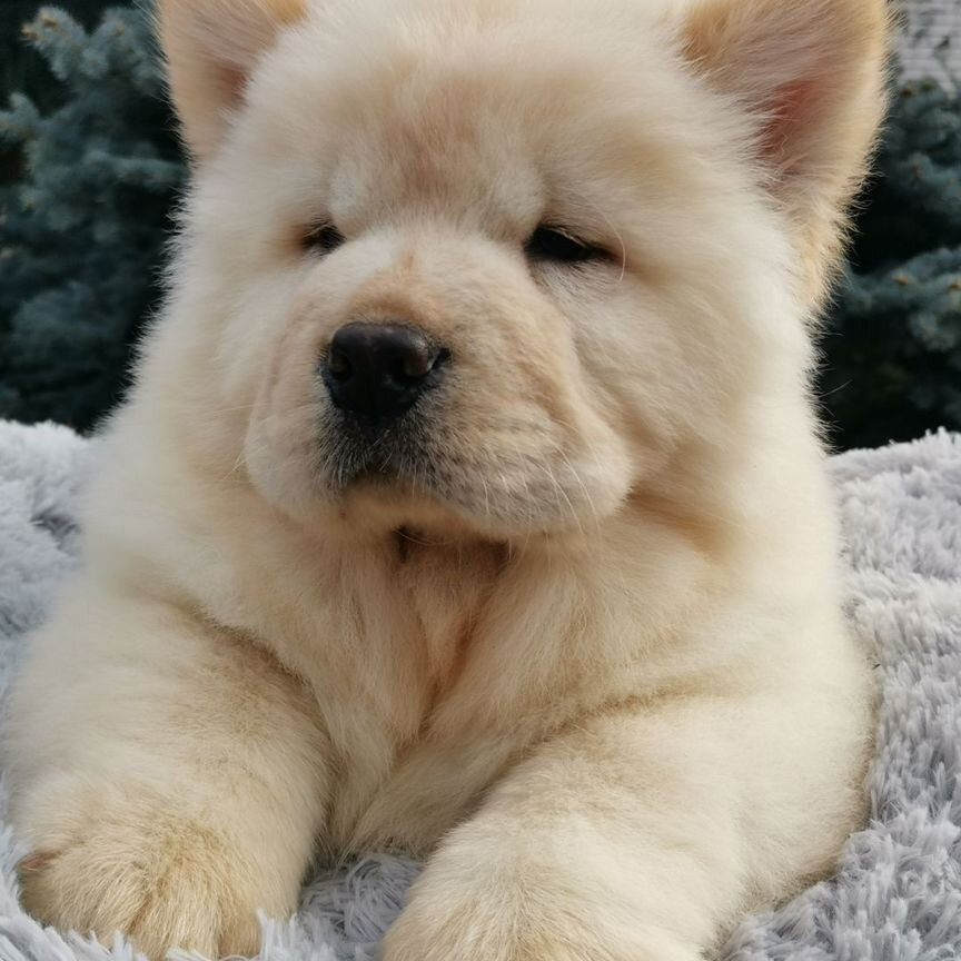 Чаушата - белые медвежата