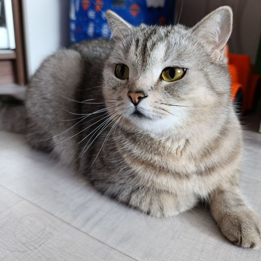 Шотландская прямоухая короткошёрстная, взрослая кошка