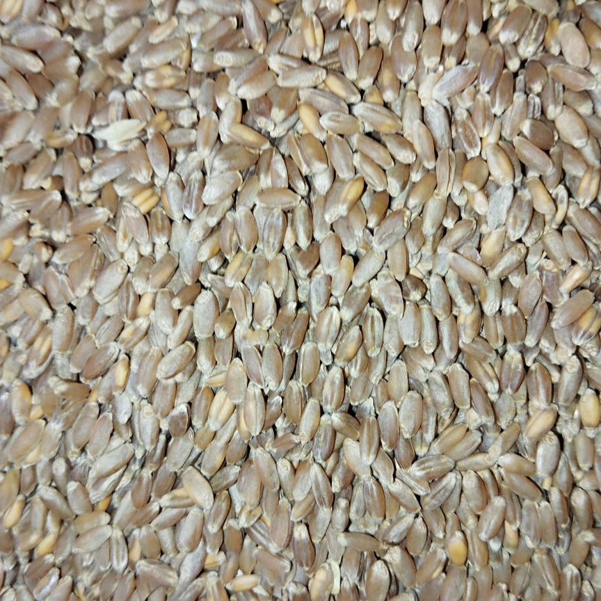 Зерно пшеница