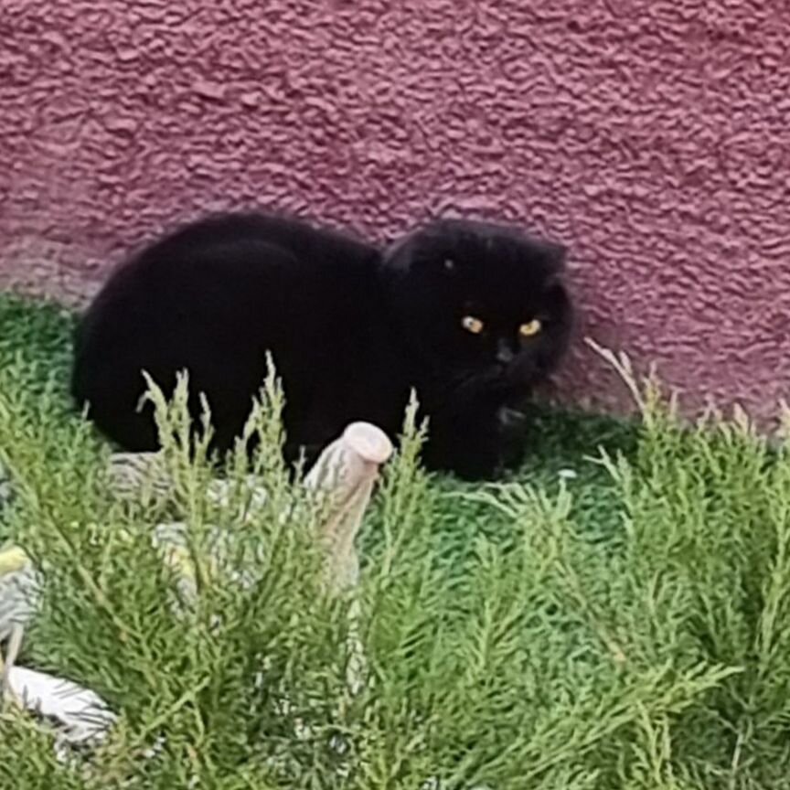 Котёнок вислоухий британец в добрые руки