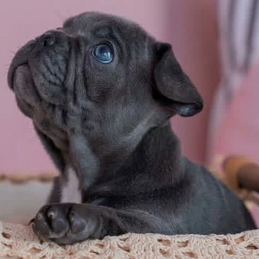 Французский бульдог, щенок