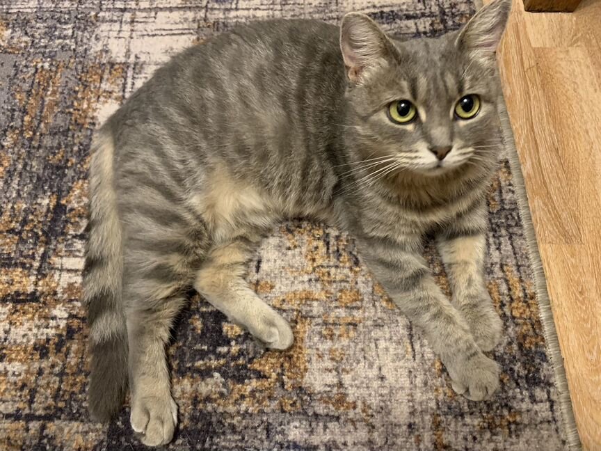 Кошка в дар