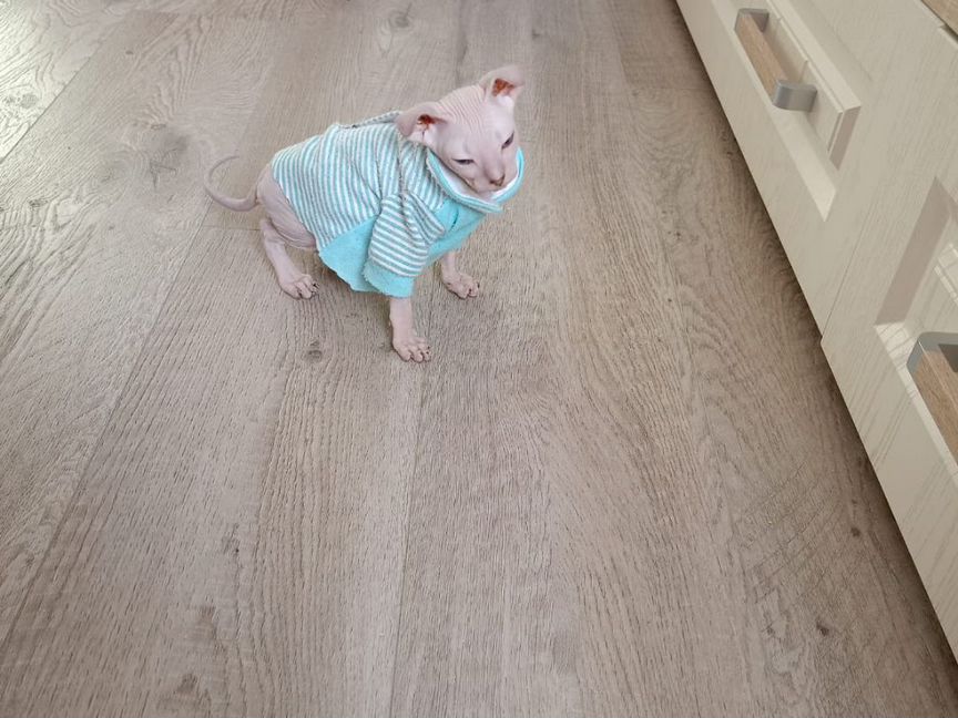 Лысые котята сфинкс