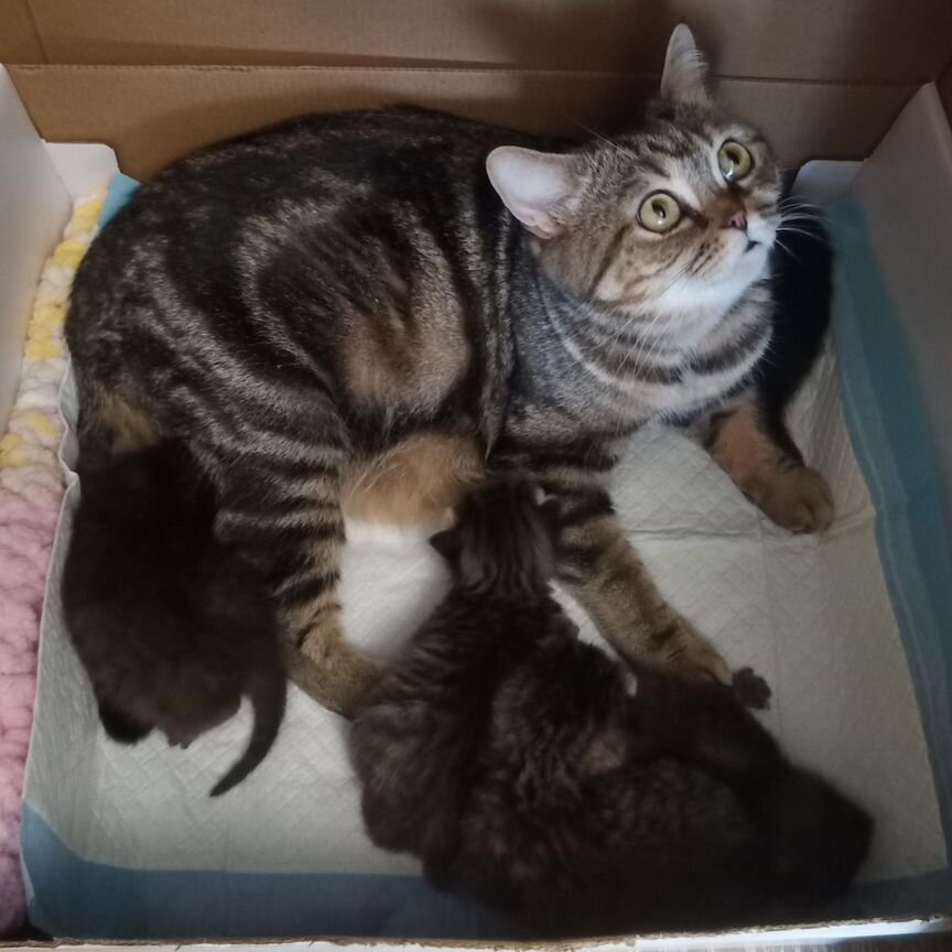 Котята от шотландской прямоухой