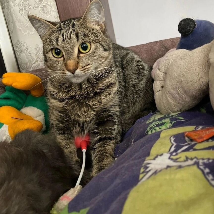 Кошечка