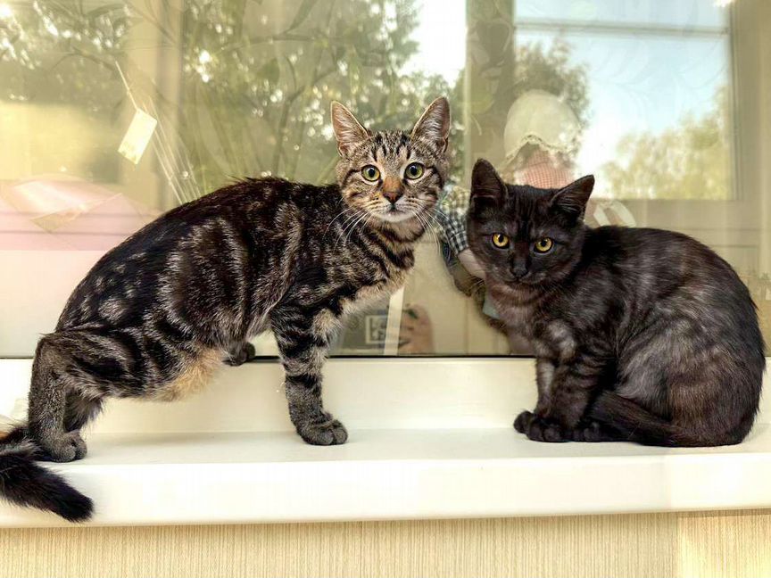 Настоящий Тор из Марвел 6,5 мес