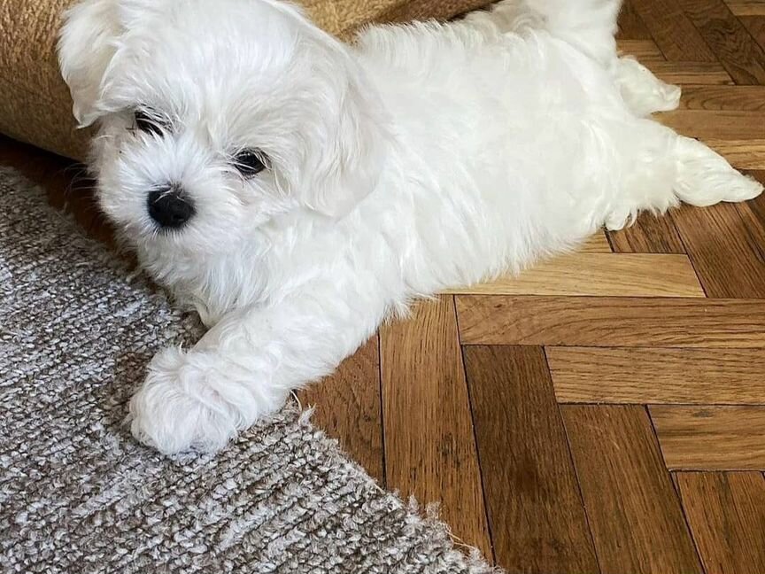 Мальтипу f1 стандарт