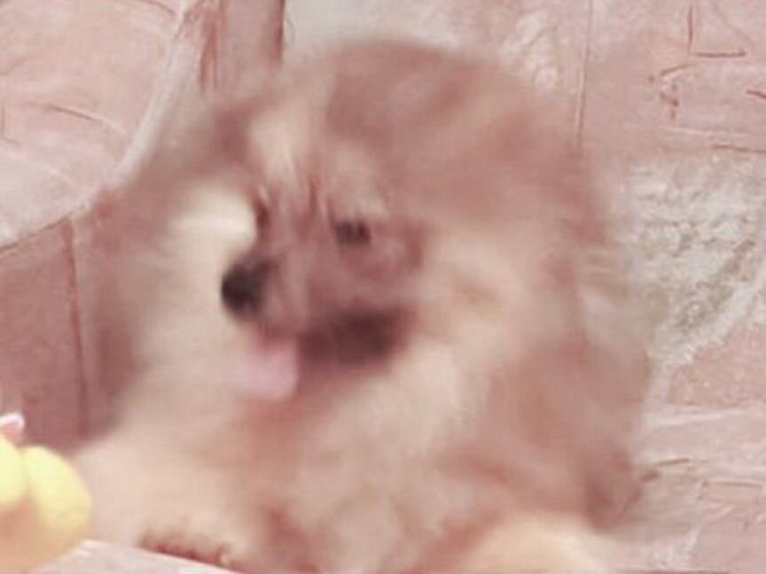 Щенок шпица мальчик