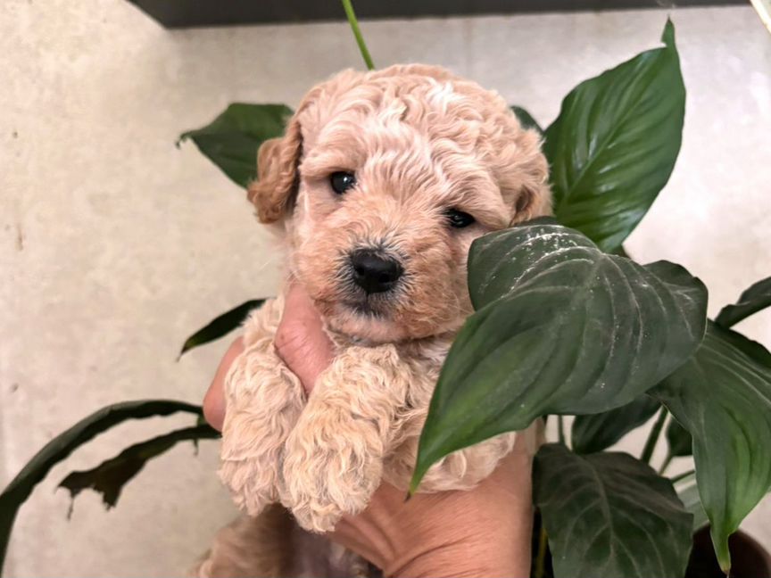 Мальтипу f1/ Мальтипу f1 mini