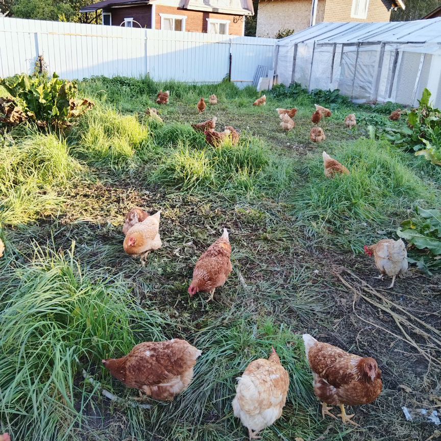 Куры несушки продам