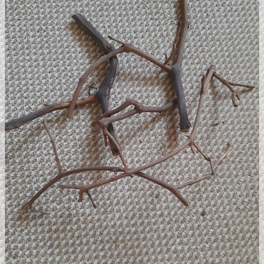 Виноградная лоза