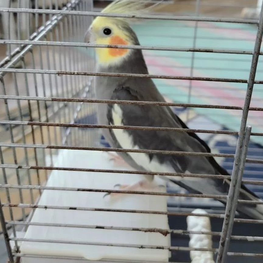 Ручной говорящий попугай