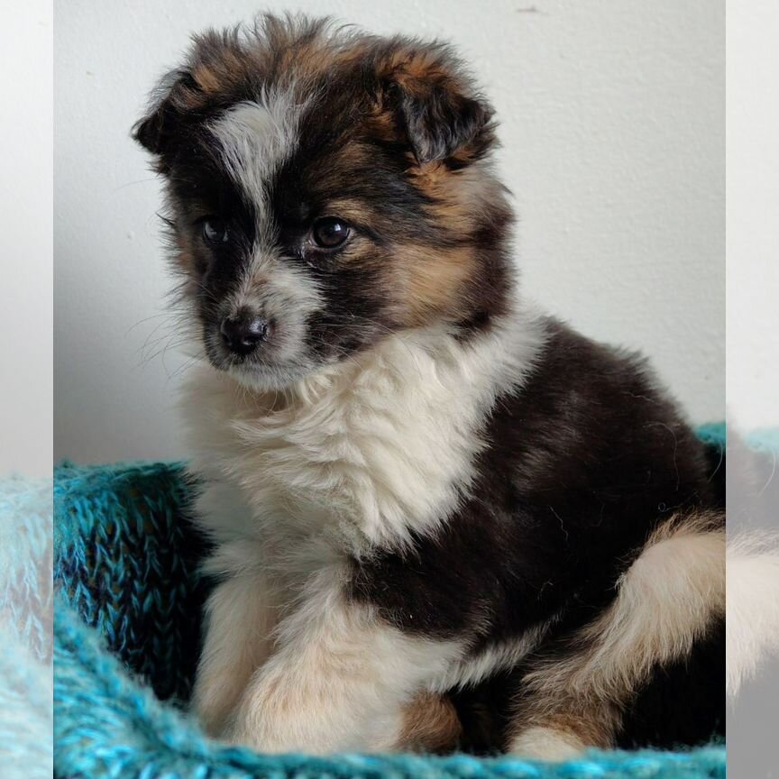 Щенок в добрые руки