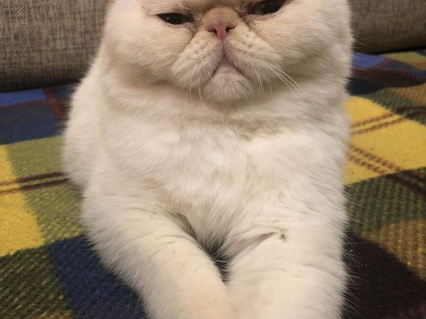 Экзотический котик