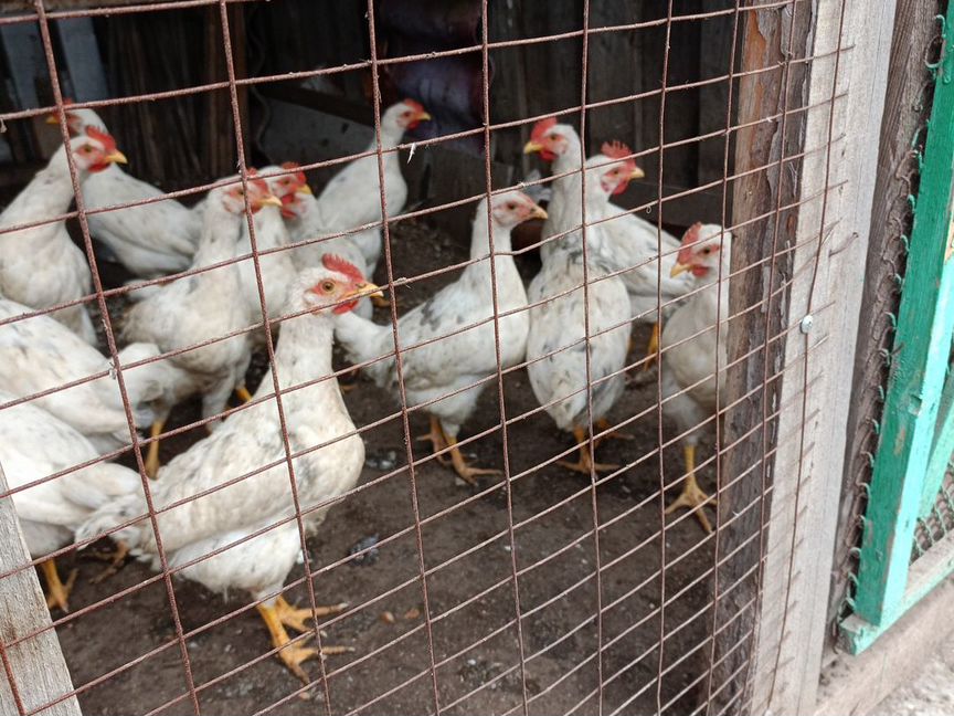 Куры цыплята