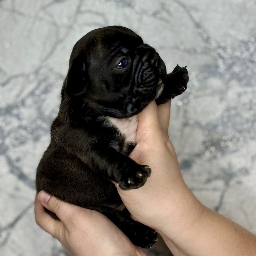 Французский бульдог щенки из питомника