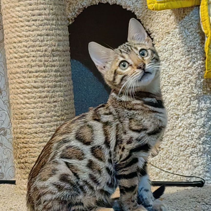 Кошечка Рафаэлька Лилу