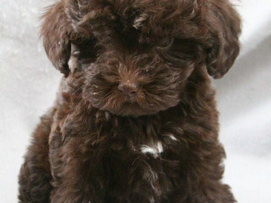 Мальтипу конфетки