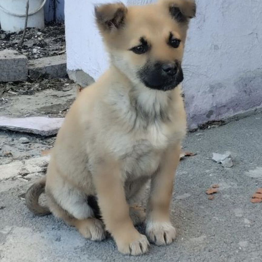 Щенок в добрые руки