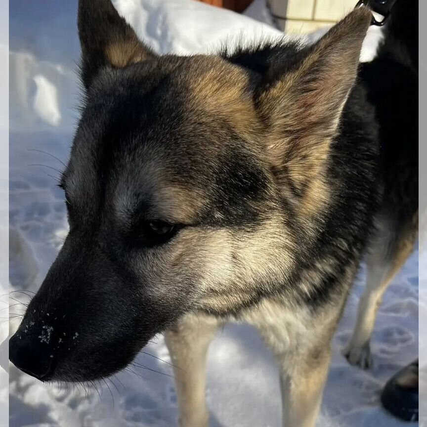 Немецкая овчарка, взрослый пёс