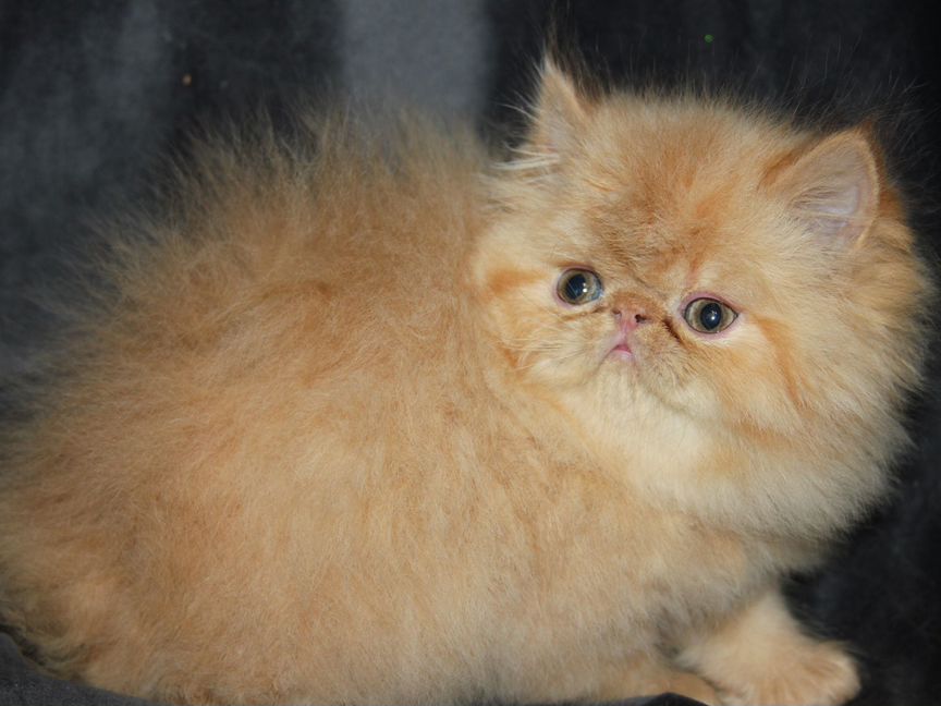 Киска рыжая экстермального типа