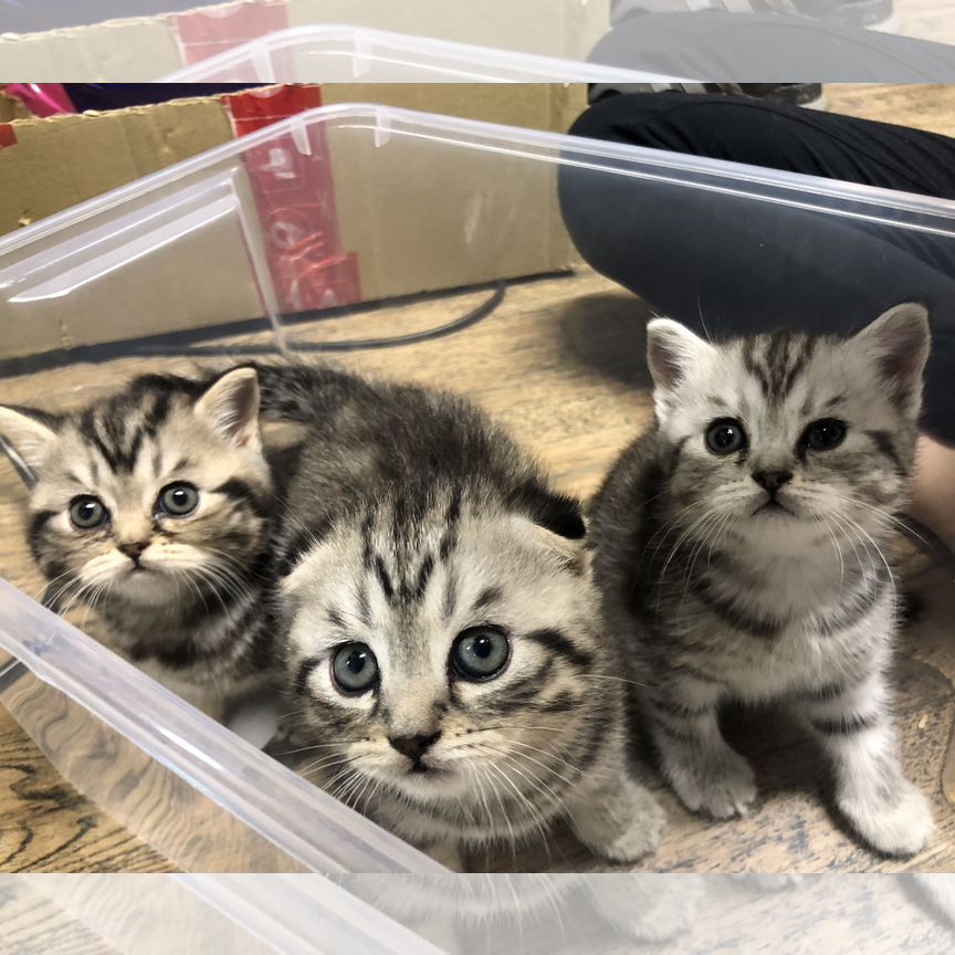 Шотландский вислоухий короткошёрстный котёнок