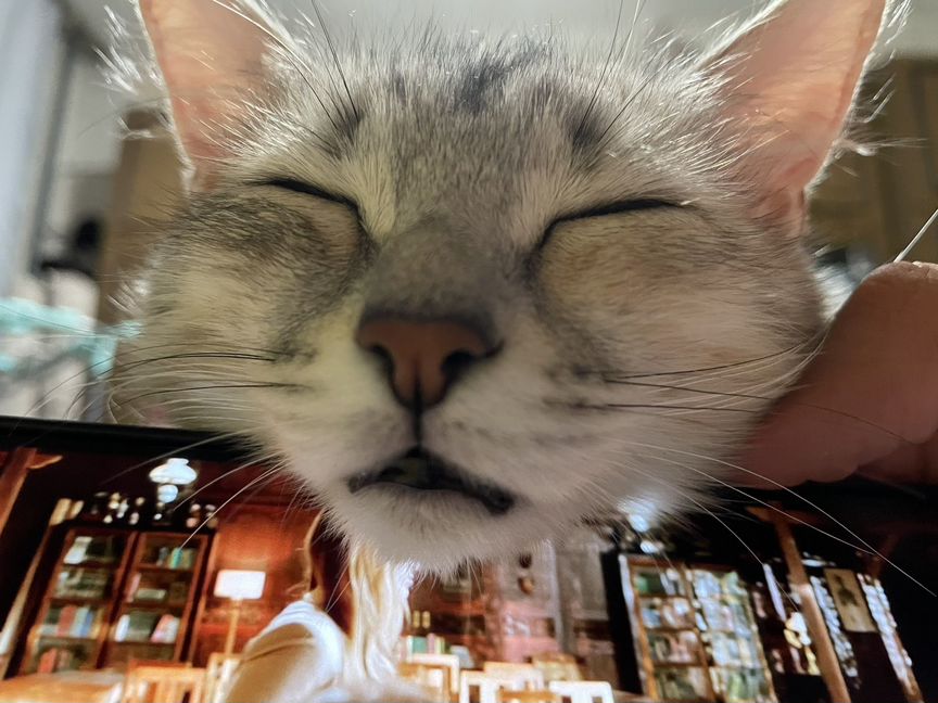 Кошки в добрые руки бесплатно