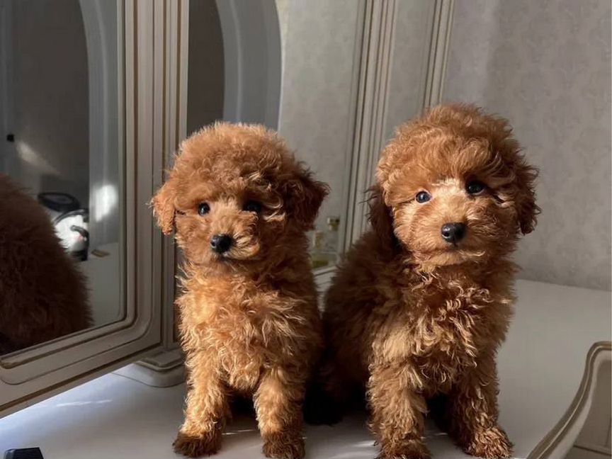 Той-пудель(мальчики)