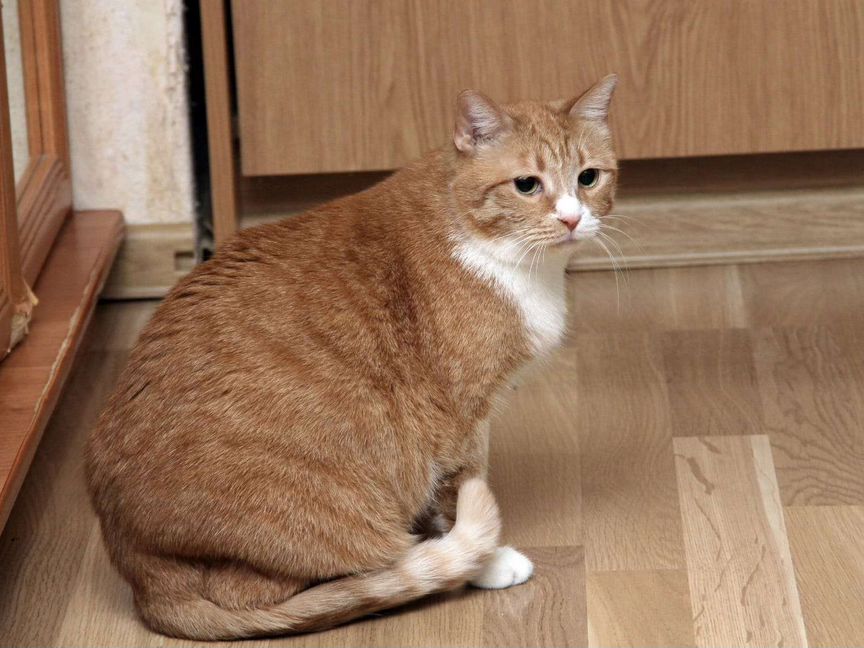 Кошка Санни 5,5 лет