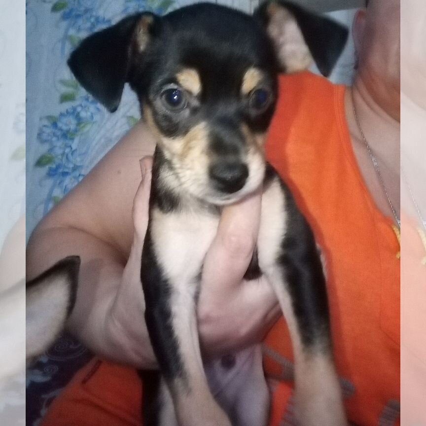 Карликовый пинчер