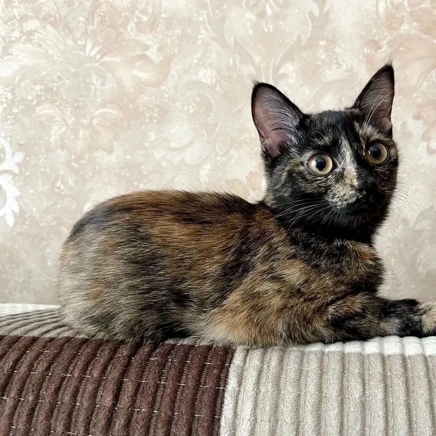 Кошечка