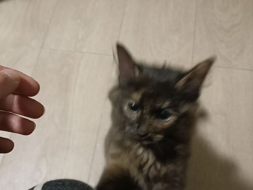 Котёнок Берта