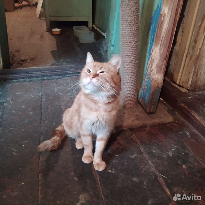 Рыжая умная кошка в добрые руки