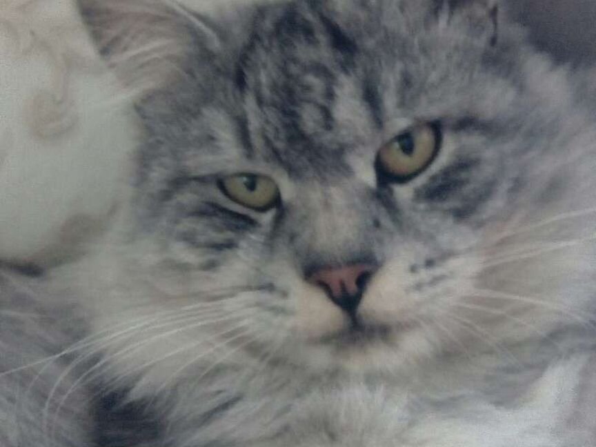 Курильский бобтейл вязка