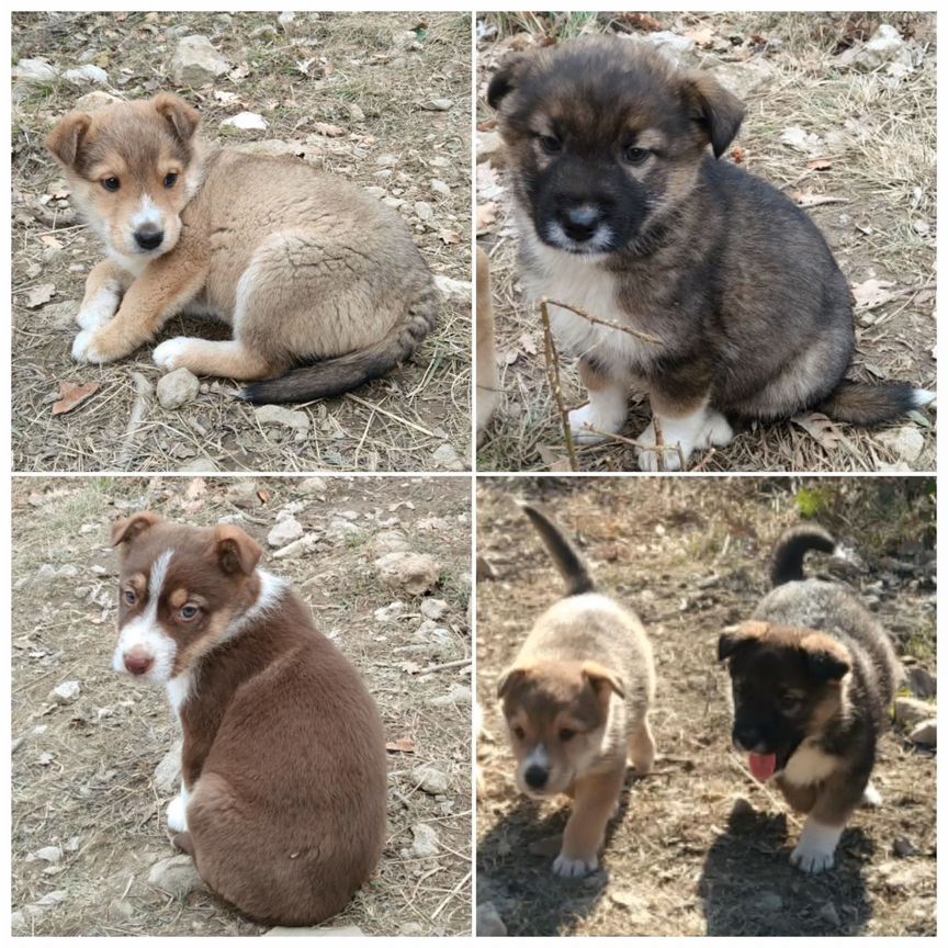 Отдам в добрые руки щенков